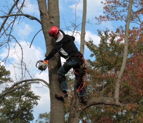 Valley Tree Service | Studio 544 Web Design